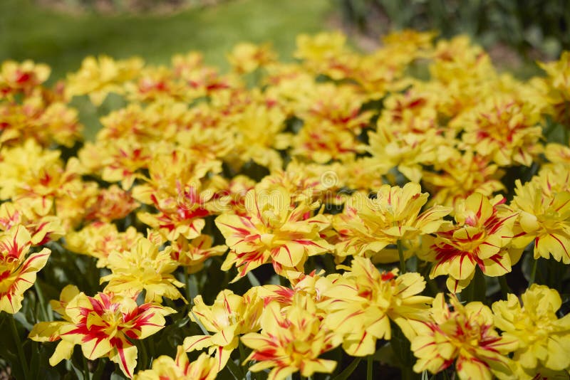 Clouse Ap with Different Types of Beautiful Tulips in Different Colors ...