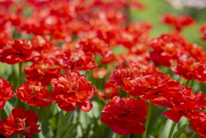 Clouse Ap with Different Types of Beautiful Tulips in Different Colors ...