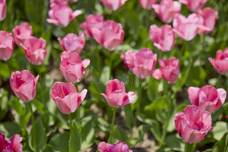 Clouse Ap with Different Types of Beautiful Tulips in Different Colors ...