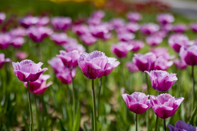 Clouse Ap with Different Types of Beautiful Tulips in Different Colors ...