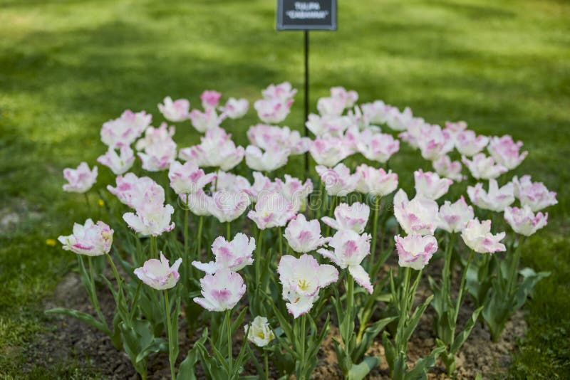 Clouse Ap with Different Types of Beautiful Tulips in Different Colors ...