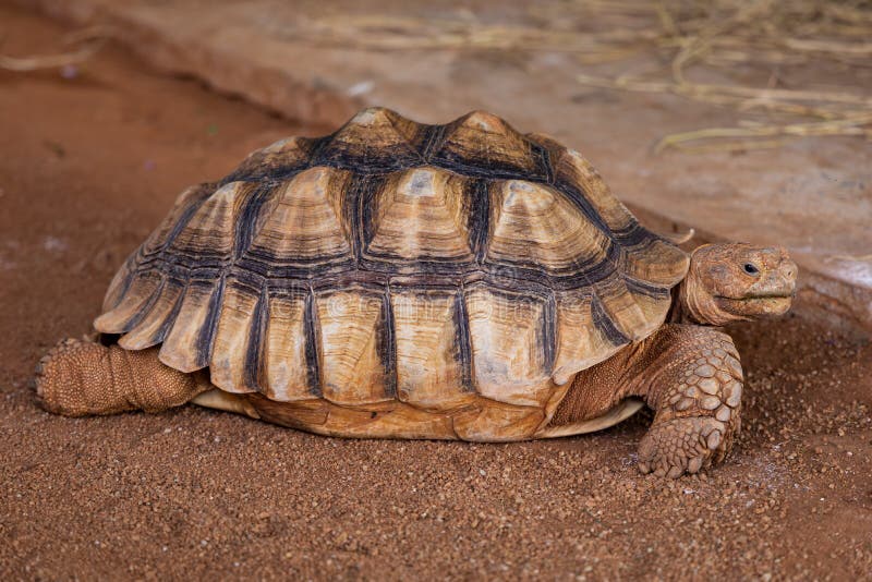 Clouse-up of a Angonoka or Ploughshare Tortoise Stock Image - Image of ...