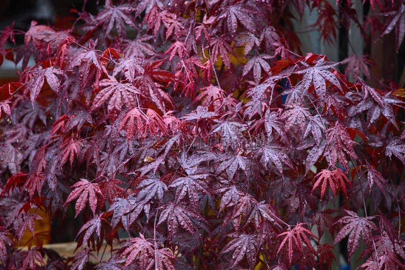 Clouse-up with Branches of a Japanese Maple Stock Photo - Image of ...
