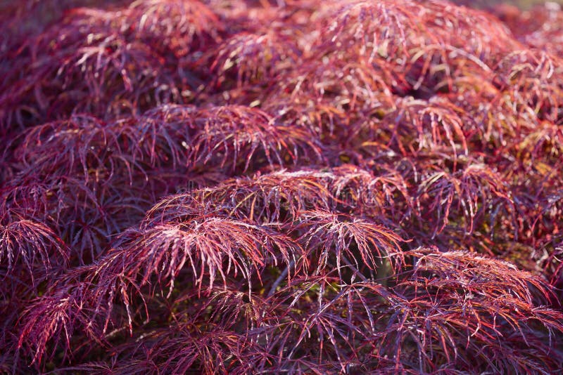 Clouse-up with Branches of a Japanese Maple Stock Image - Image of ...