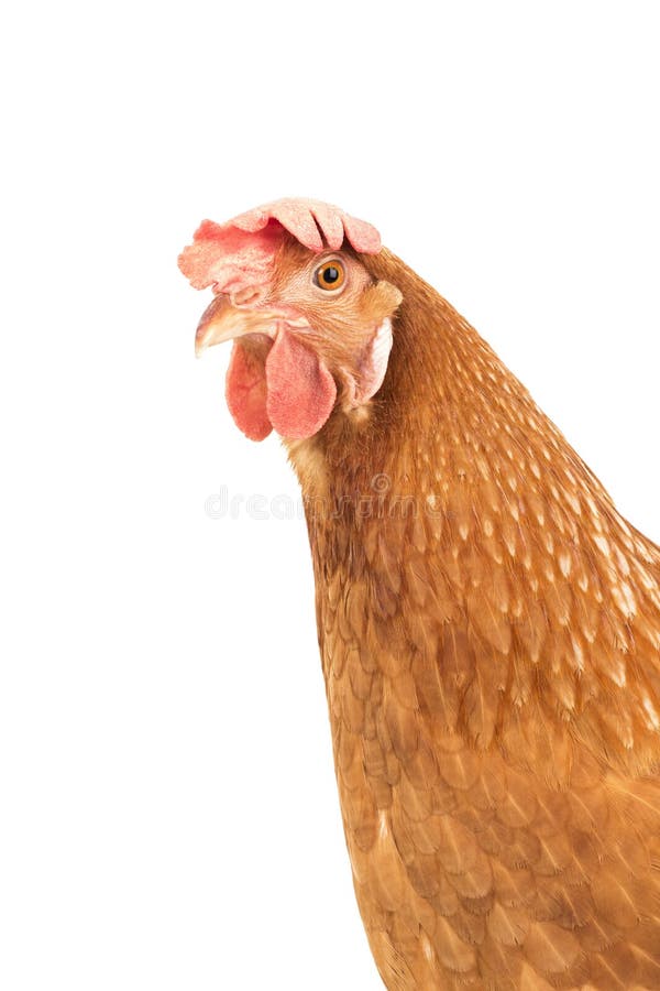 170 Chicken Clouse Stock Photos - Free & Royalty-Free Stock Photos from ...