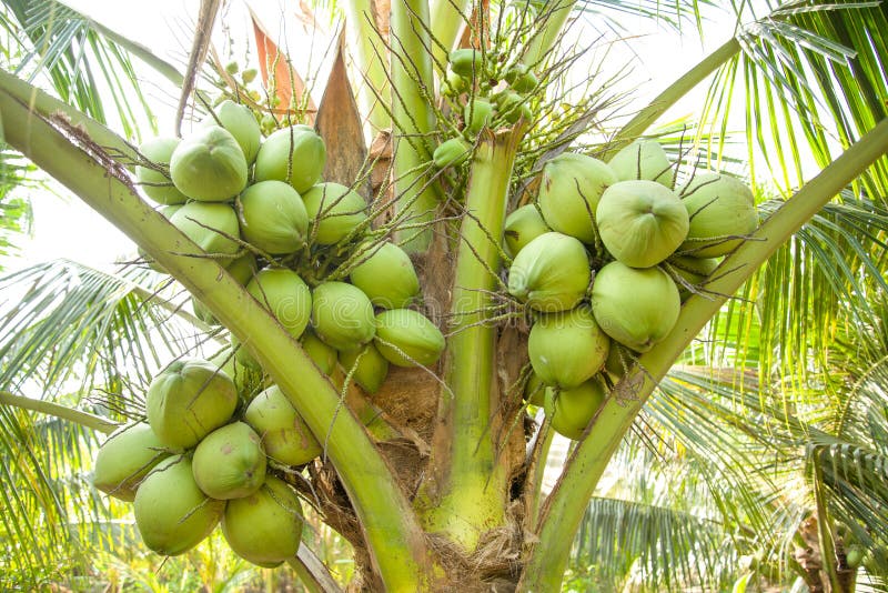 Clouse Up, Bunch of Coconuts on Coconut Tree Stock Photo - Image of ... Clouse Up, Bunch of Coconuts on Coconut Tree Stock Photo - Image of ...