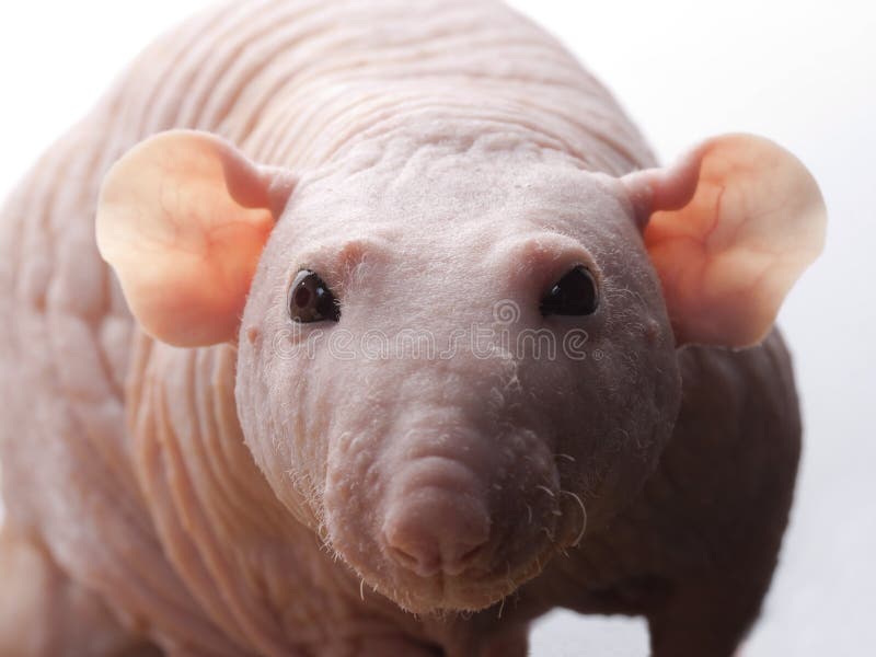 Clouse-up of hairless rat stock image. Image of leather - 9832675