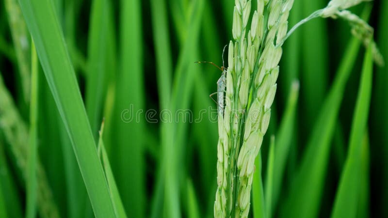 Clouse Up Leptocorisa Acuta or Rice Ear Bug. Stock Footage - Video of ...