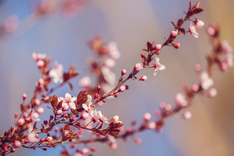 Clouse-up Picture Beautiful Spring Flowering Stock Image - Image of ...