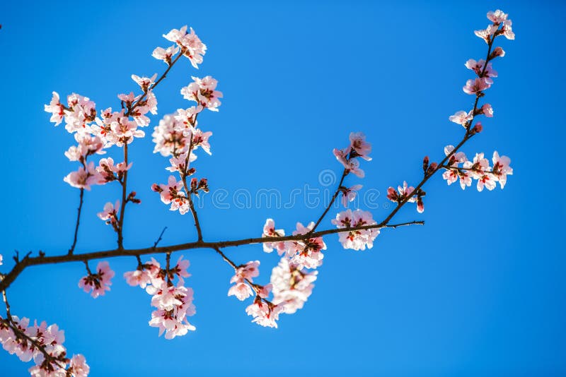 Clouse-up Picture Beautiful Spring Flowering Stock Image - Image of ...