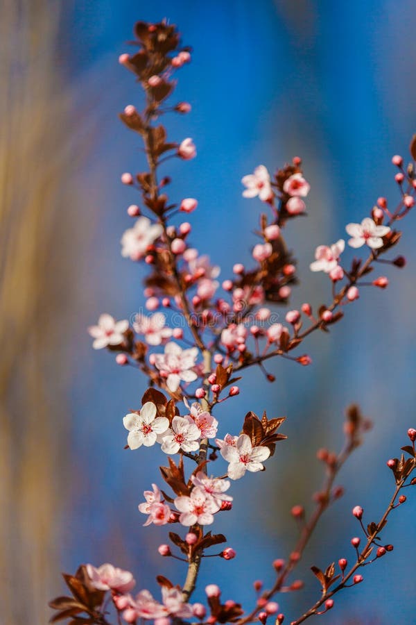 Clouse-up Picture Beautiful Spring Flowering Stock Image - Image of ...