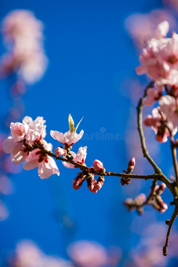 Clouse-up Picture Beautiful Spring Flowering Stock Image - Image of ...