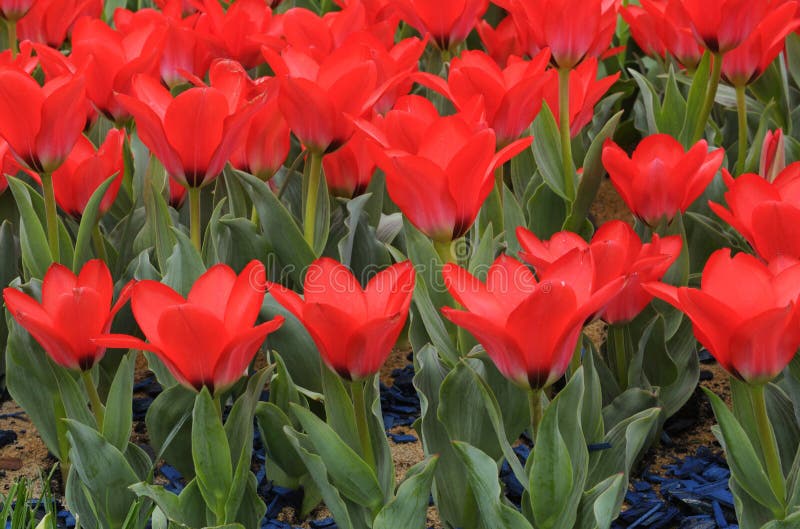 Clouse-up of Tulips Red Revival Bright Red Planted in the Park Stock ...