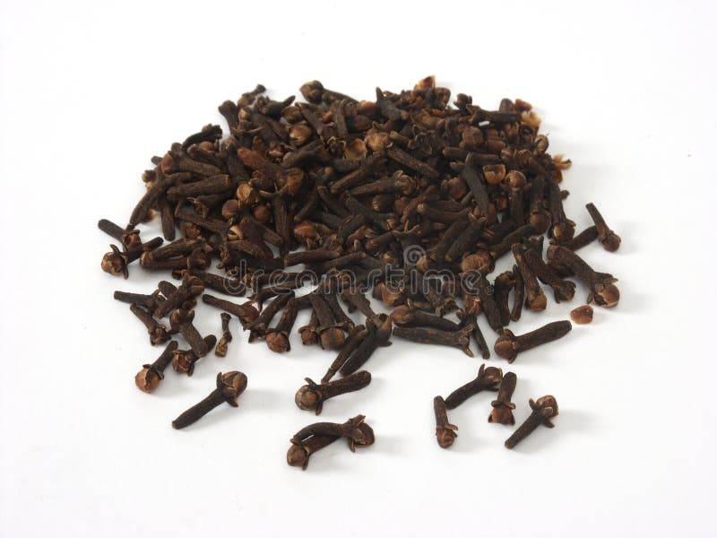 Cypress seed pod stock photo. Image of cypress, nature - 7727618