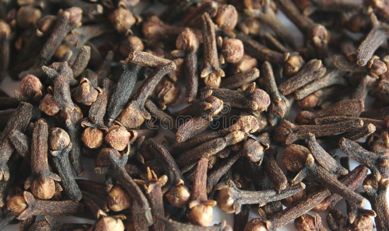 Clove stock image. Image of clove, ingredient, food, cook - 16289819