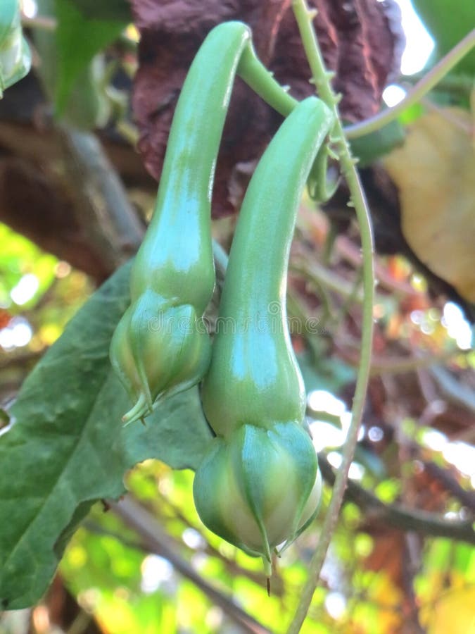 Clove bean stock image. Image of nutritional, vazhuthana - 49750287