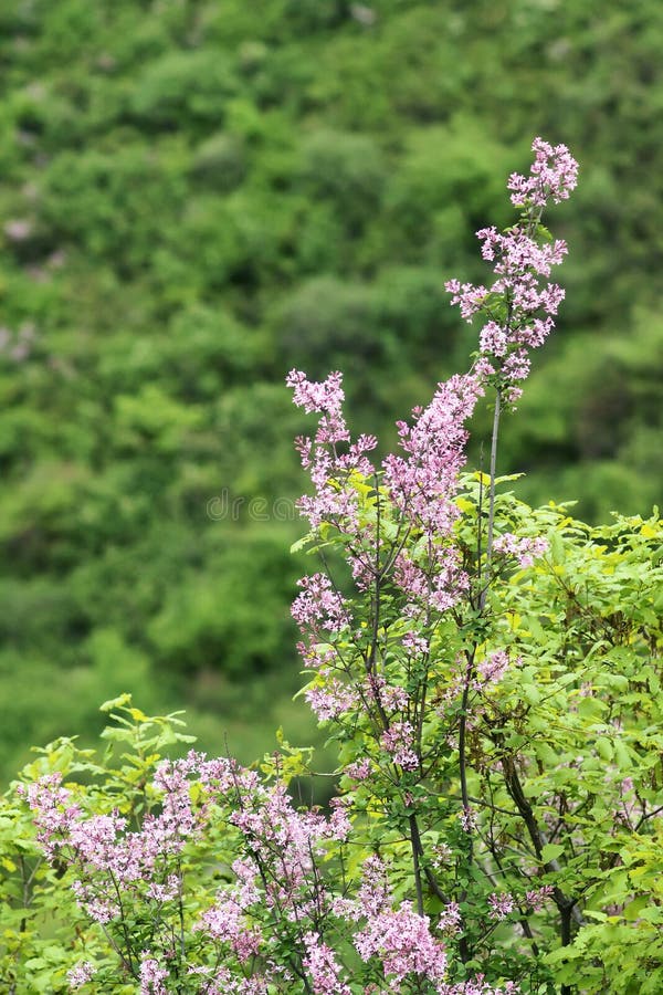 Clove stock photo. Image of bush, shrub, clove, bloom - 40626752
