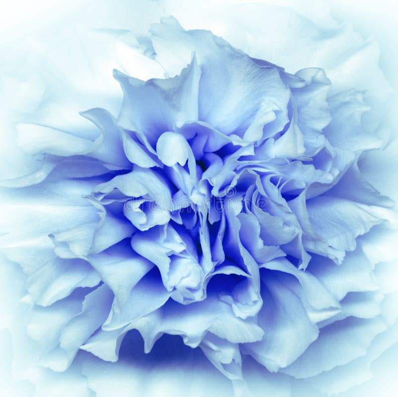 Clove Flower. Floral Light Blue Background. Macro. Stock Photo - Image ...