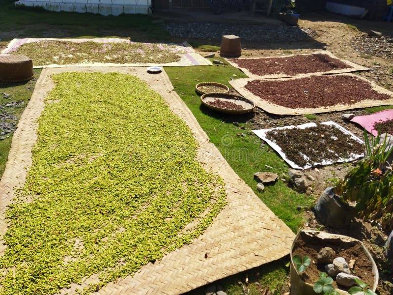 Clove Flowers Being Dried in Front of the House Stock Photo - Image of ...