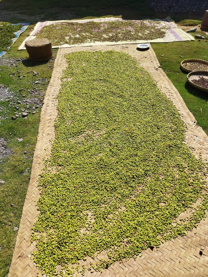 Clove Flowers Being Dried in Front of the House Stock Photo - Image of ...