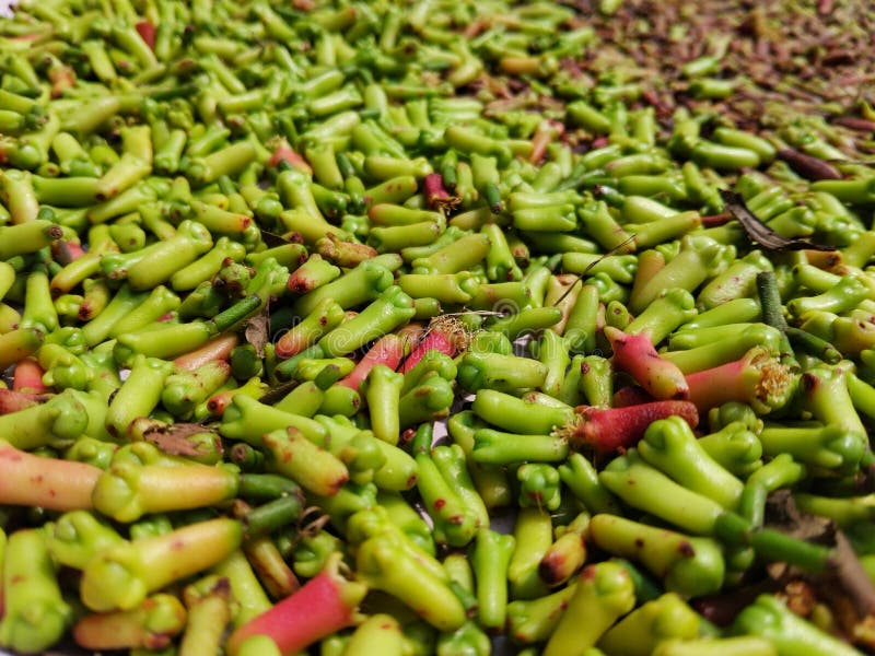 Clove Flowers are Still in the Drying Process Stock Image - Image of ...