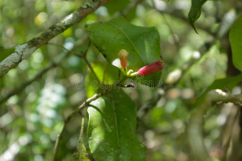 Clove Fruit and Raw Green Stems in Plantation. Stock Image - Image of ...