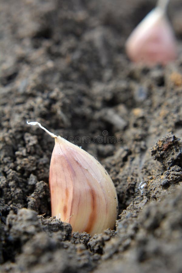 A Clove of Garlic Seeds Lies in a Row in the Soil Stock Image - Image ...
