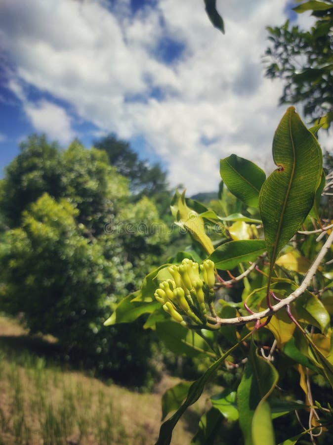 Clove in the Grow Up Garden Flowe Clove Tree Stock Image - Image of ...