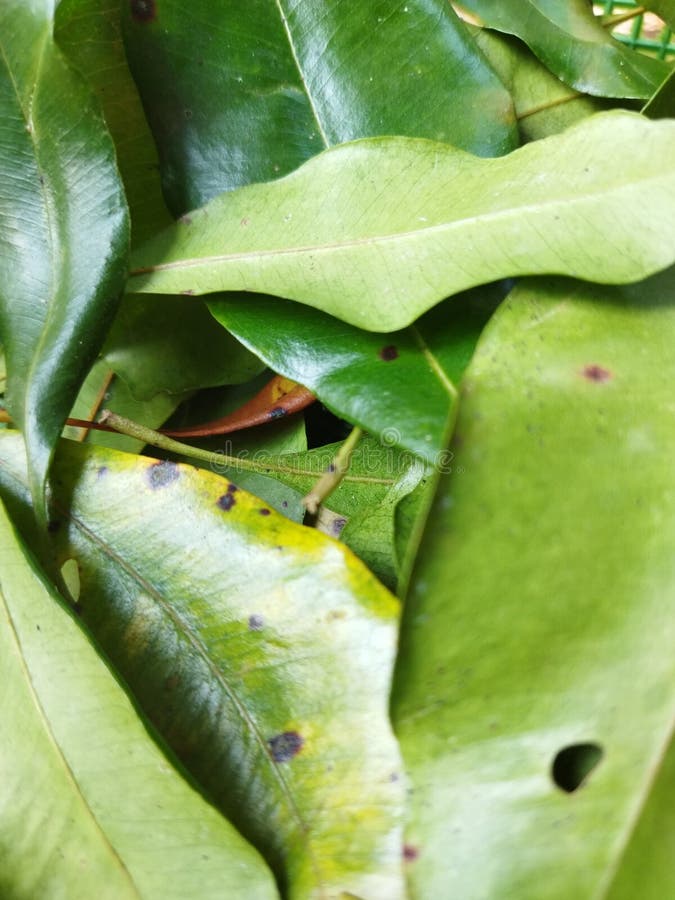 Clove Leaves are Picked in the Process of Picking Cloves Stock Photo ...
