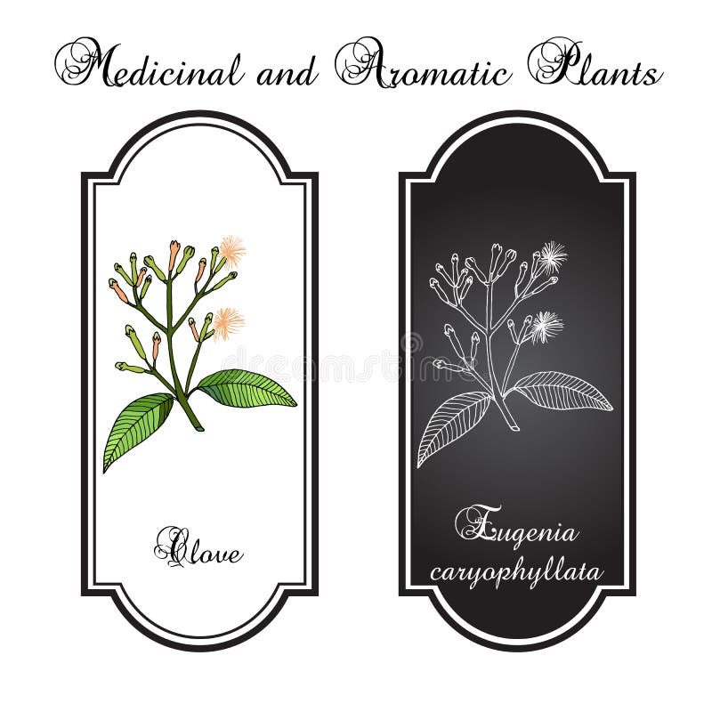 Clove, Essential Oil Label, Aromatic Plant. Stock Vector - Illustration ...