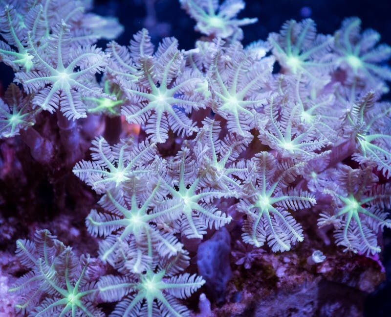Clove polyp coral stock photo. Image of underwater, reefs - 106176988