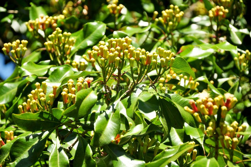 Clove Spices Growth on the Tree, Fresh, Dry, One of the Expensive ...
