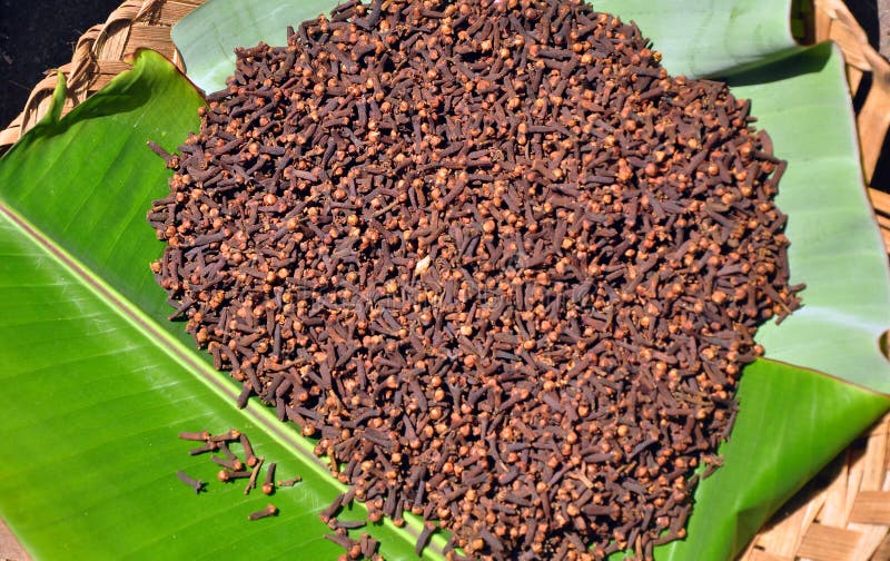 Clove Spices Growth on the Tree, Fresh, Dry, One of the Expensive ...