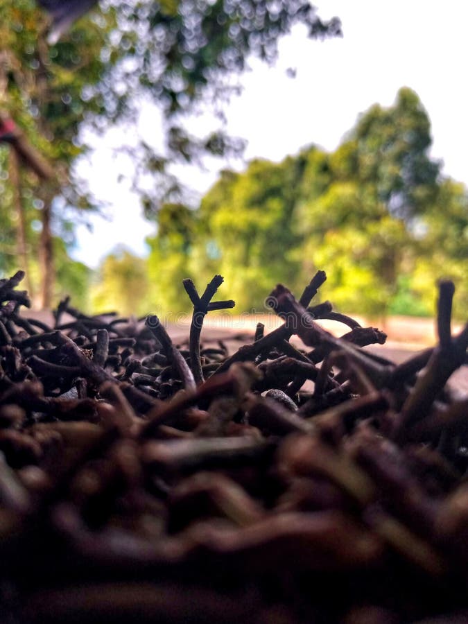 Clove stick on stack stock photo. Image of leaf, grass - 208635622