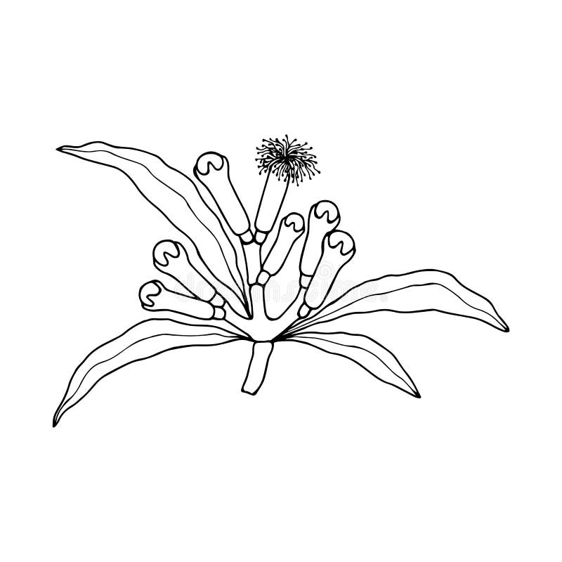 Clove Tree Stock Illustrations – 627 Clove Tree Stock Illustrations ...