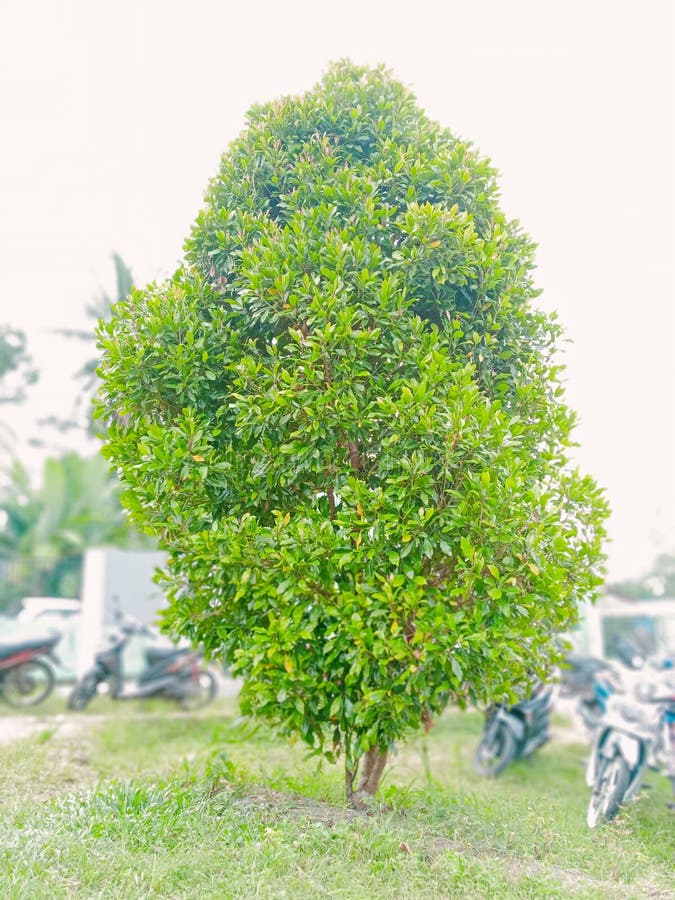 Clove tree stock photo. Image of food, garden, houseplant - 263960626