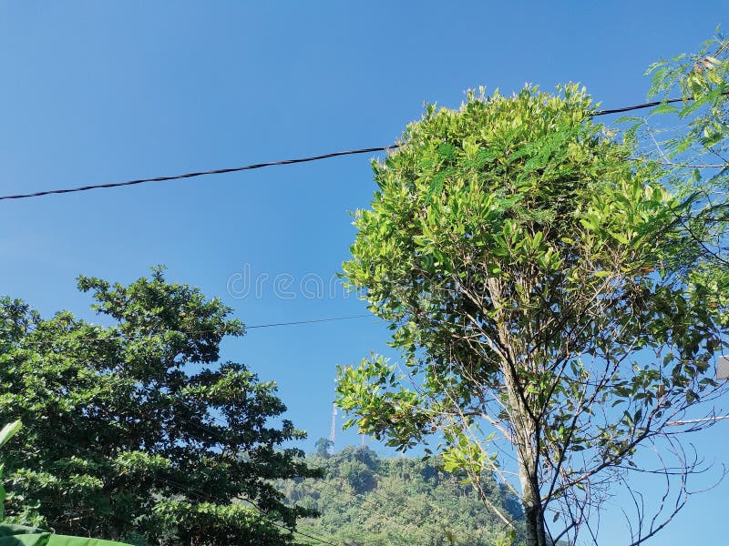 Clove tree stock image. Image of plant, weather, clove - 279749097