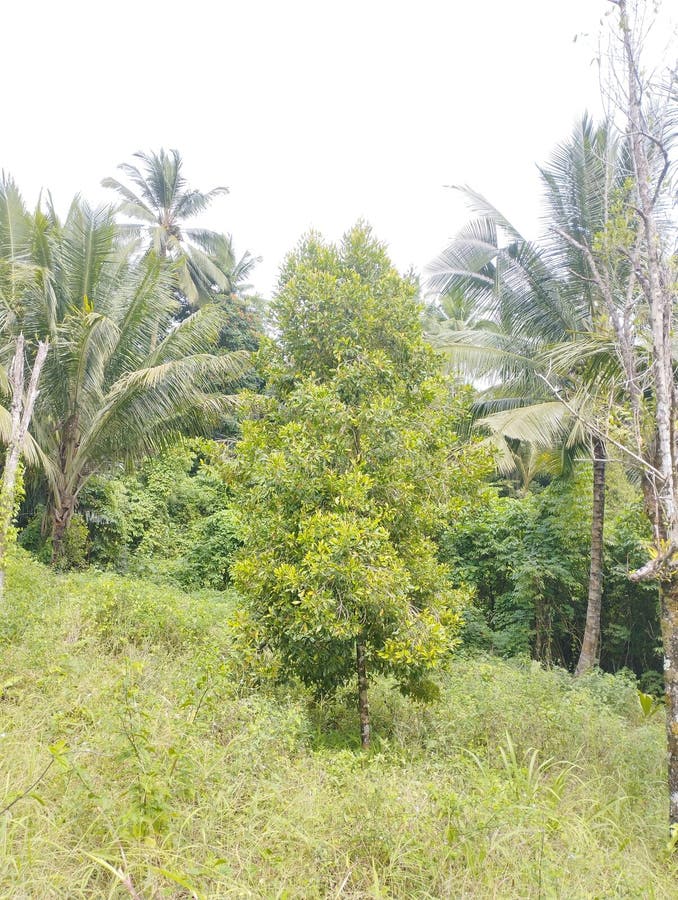 Clove tree in the garden stock image. Image of clove - 276733605