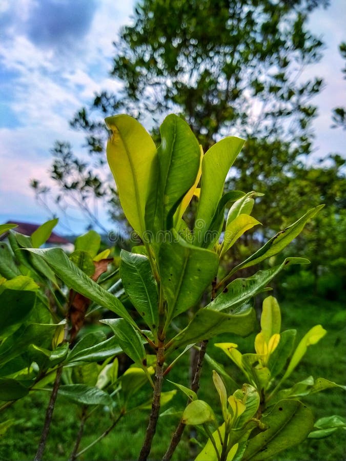 Clove tree leaves close up stock image. Image of cloud - 251382283