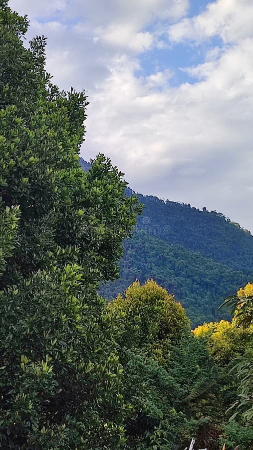 Clove tree on plantation stock photo. Image of view - 266295226