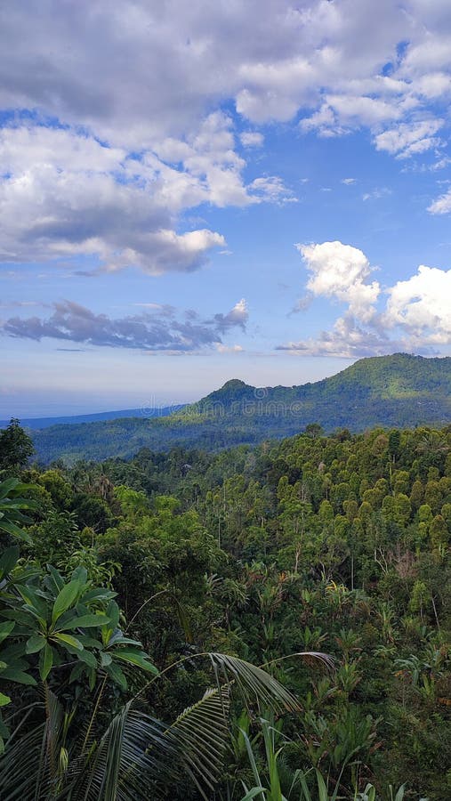 Clove tree on plantation stock photo. Image of bali - 266295246