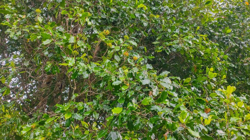 The Clove Tree is in the Process of Bearing Fruit Stock Photo - Image ...