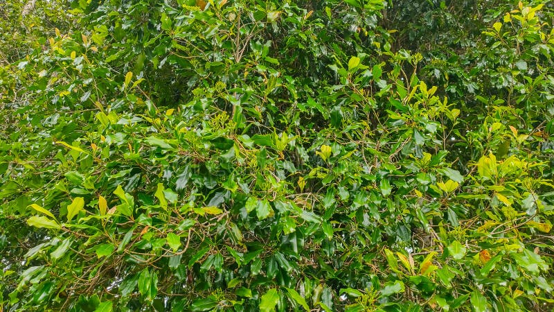 The Clove Tree is in the Process of Bearing Fruit Stock Image - Image ...