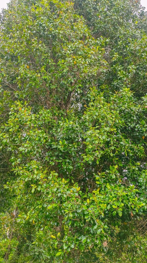 The Clove Tree is in the Process of Bearing Fruit Stock Image - Image ...