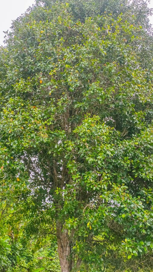 The Clove Tree is in the Process of Bearing Fruit Stock Photo - Image ...