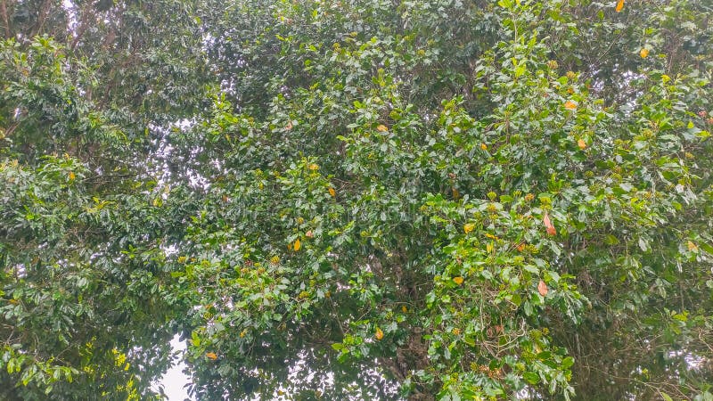 The Clove Tree is in the Process of Bearing Fruit Stock Image - Image ...