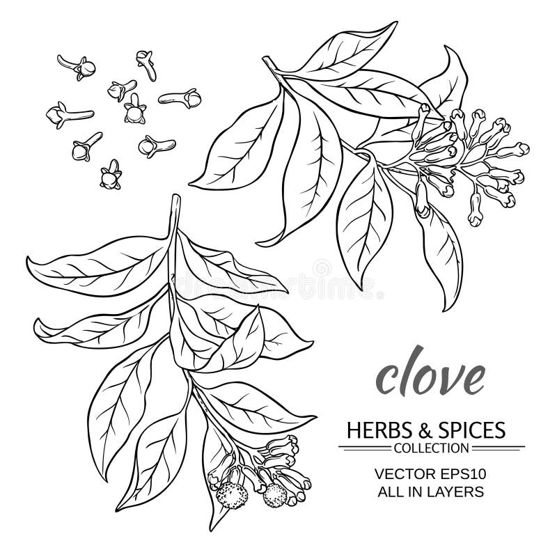 Clove Plant Botanical Cooking Vector Illustrated Set Stock Vector ...