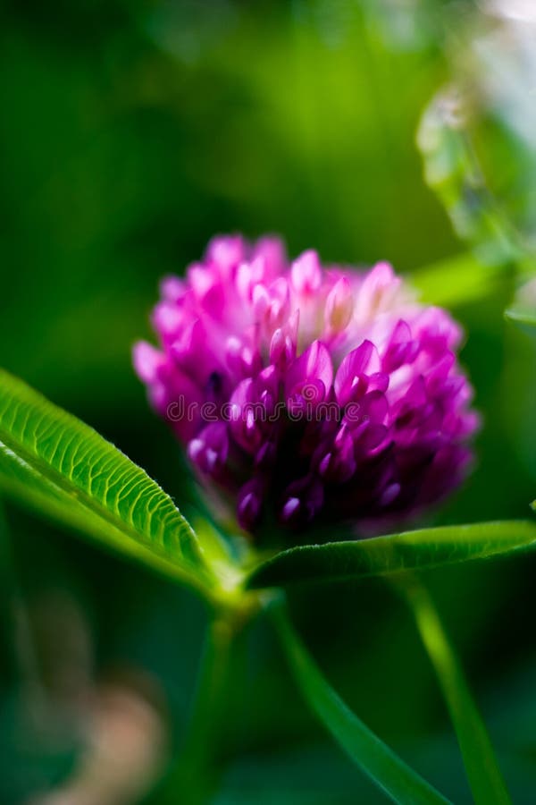 Clover stock image. Image of green, summer, nature, pink - 11977667