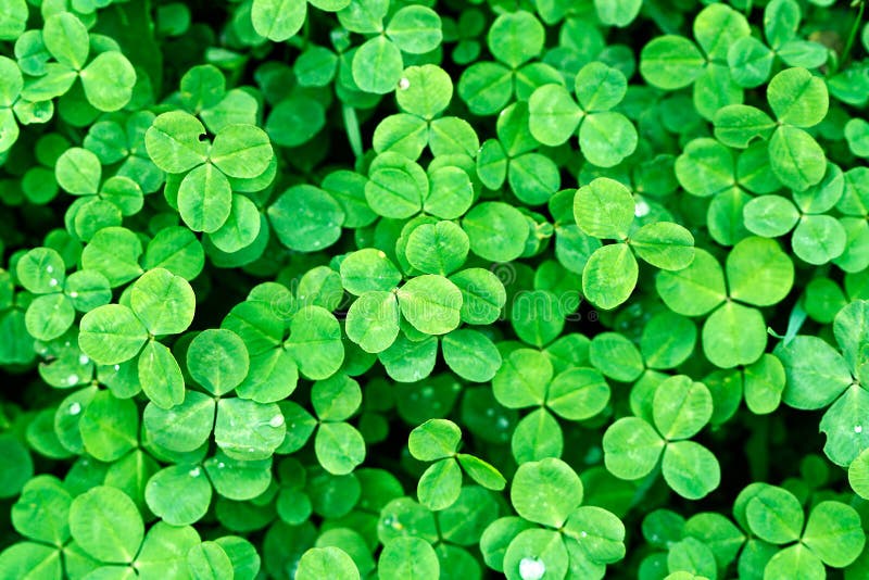 Clover stock image. Image of closeup, focus, background - 12730913