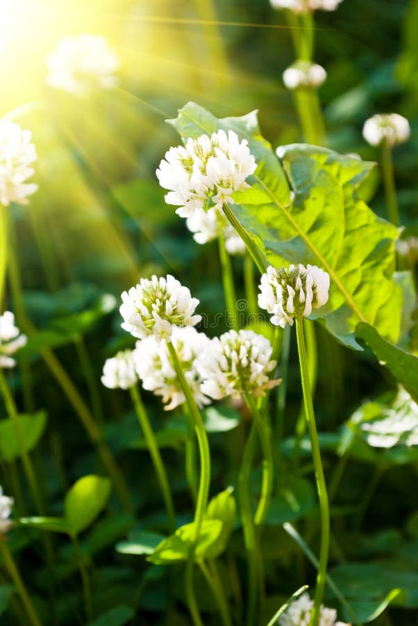 Clover stock photo. Image of olive, outdoors, four, lush - 12920892